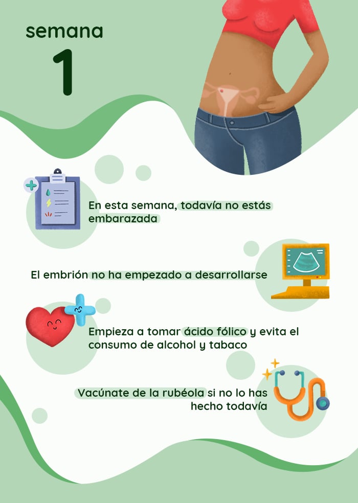 Infografías Del Primer Trimestre Del Embarazo Club Familias